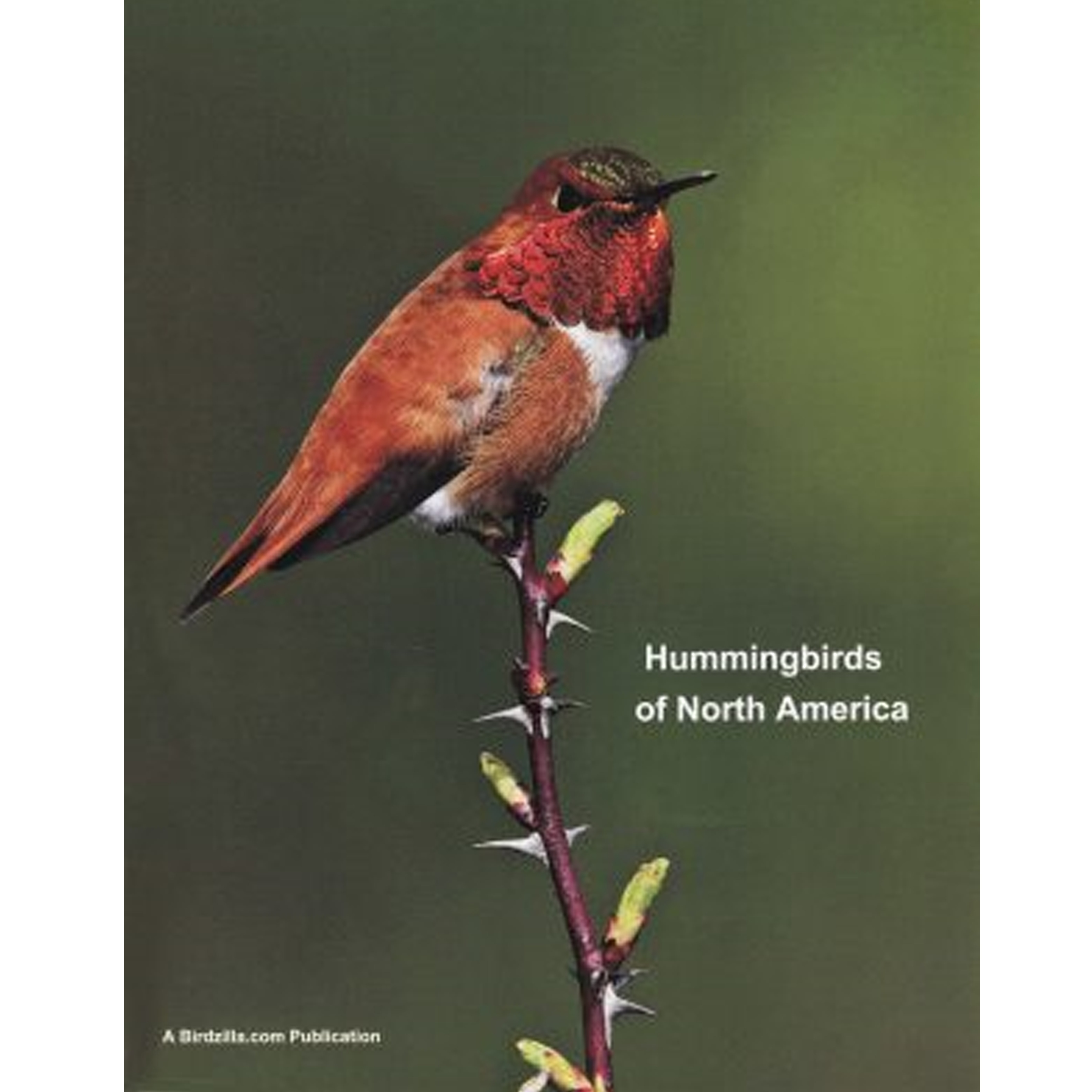 Nine Critically Endangered Hummingbirds The Random Science