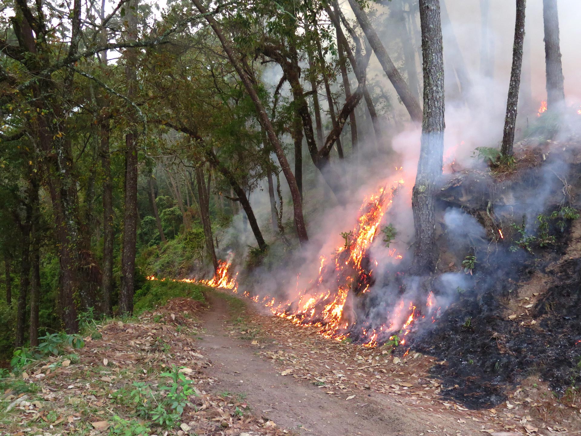 Western Hummingbird Partnership - Environment for the Americas