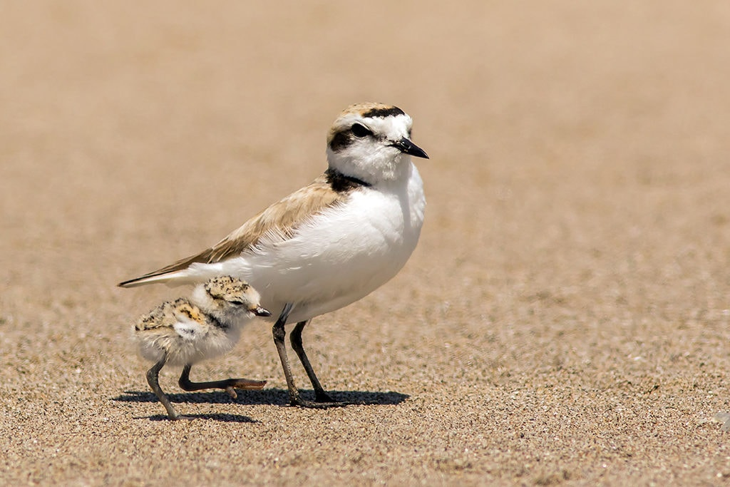 Protecting the Plovers! - Environment for the Americas