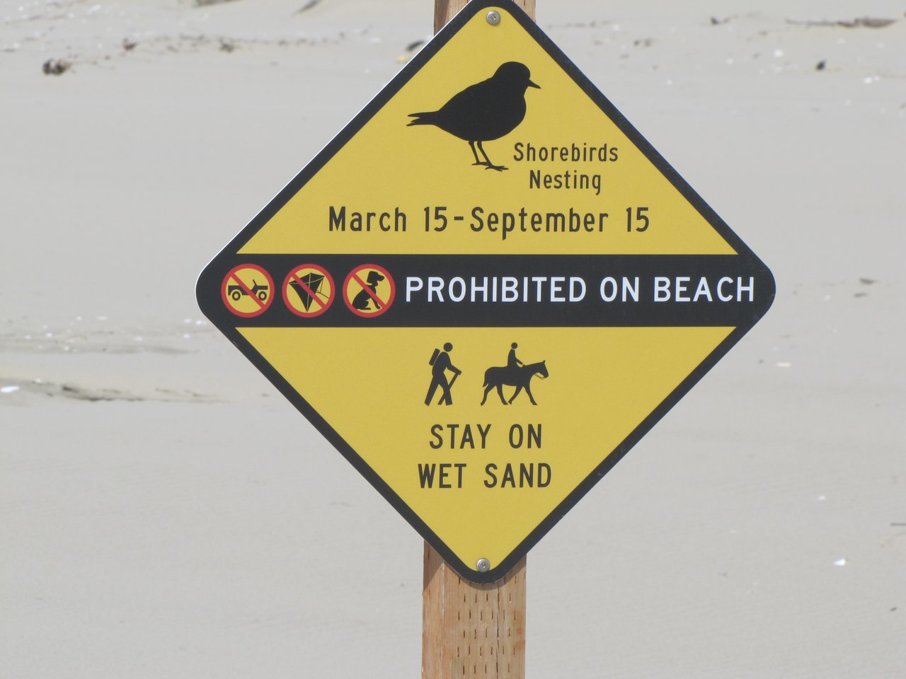 Protecting the Plovers! - Environment for the Americas