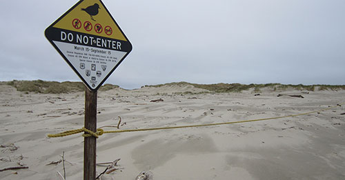 Protecting the Plovers! - Environment for the Americas