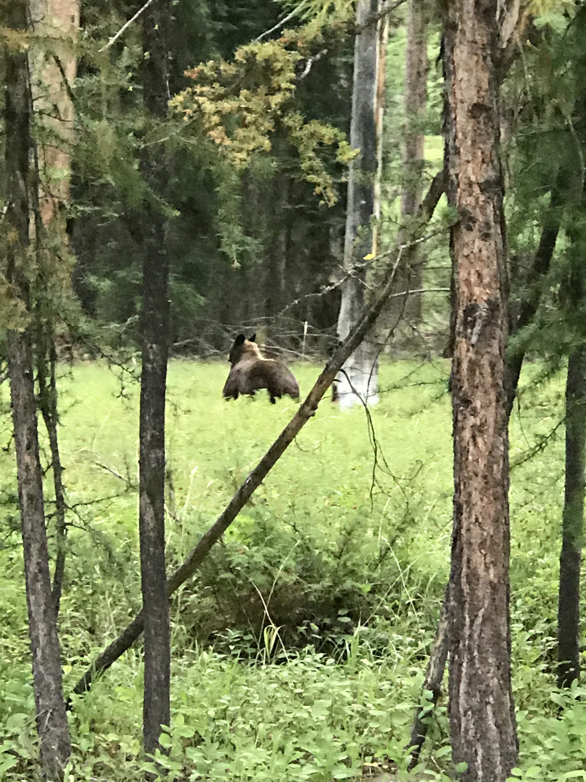 A DAY IN FOREST SERVICE LAW ENFORCEMENT - Environment for the Americas
