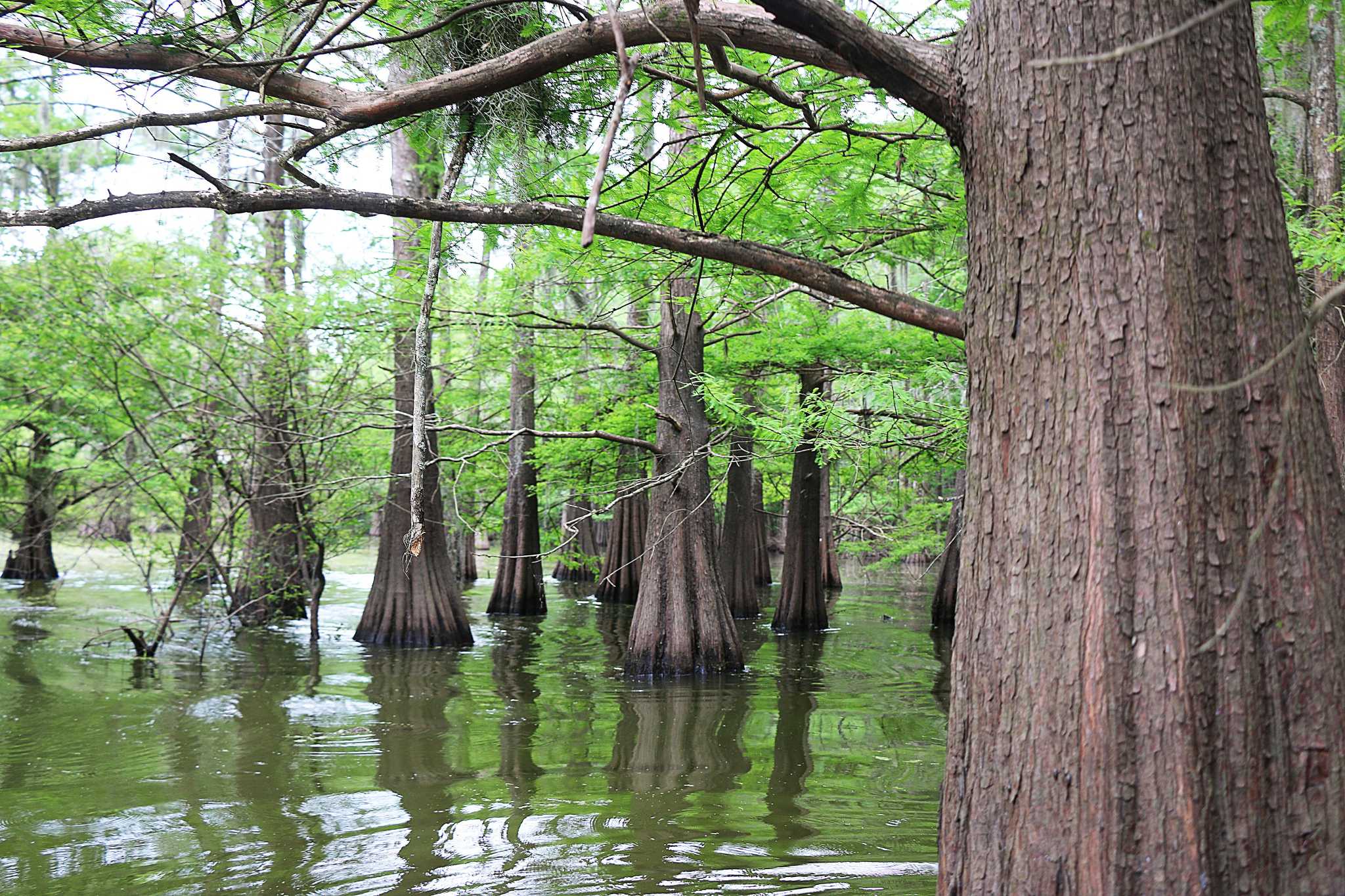 My Site: Trinity River National Wildlife Refuge - Environment for the ...