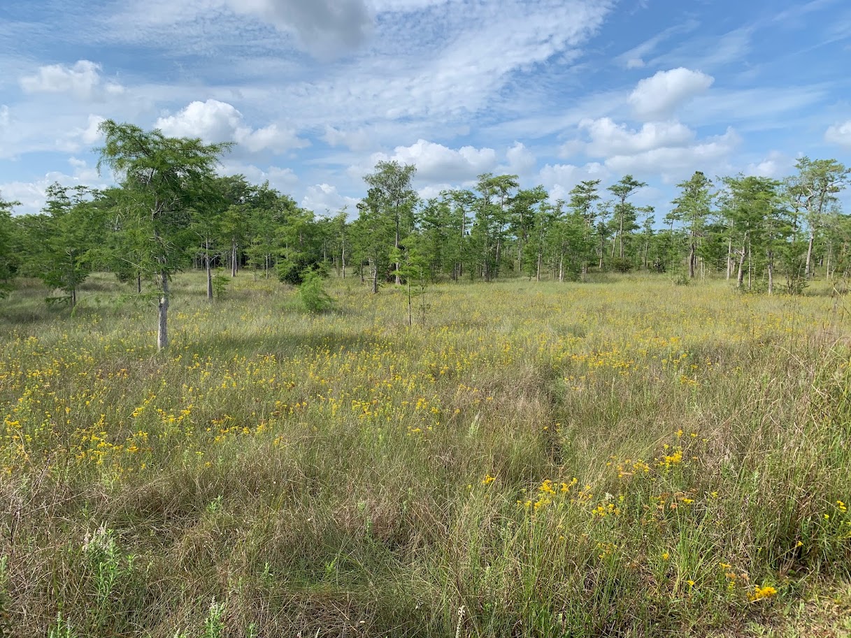Uncovering the History of the Everglades - Environment for the Americas