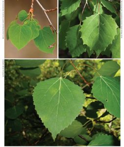 Hybrid Smith Aspens: An Ice Age Relic - Environment for the Americas