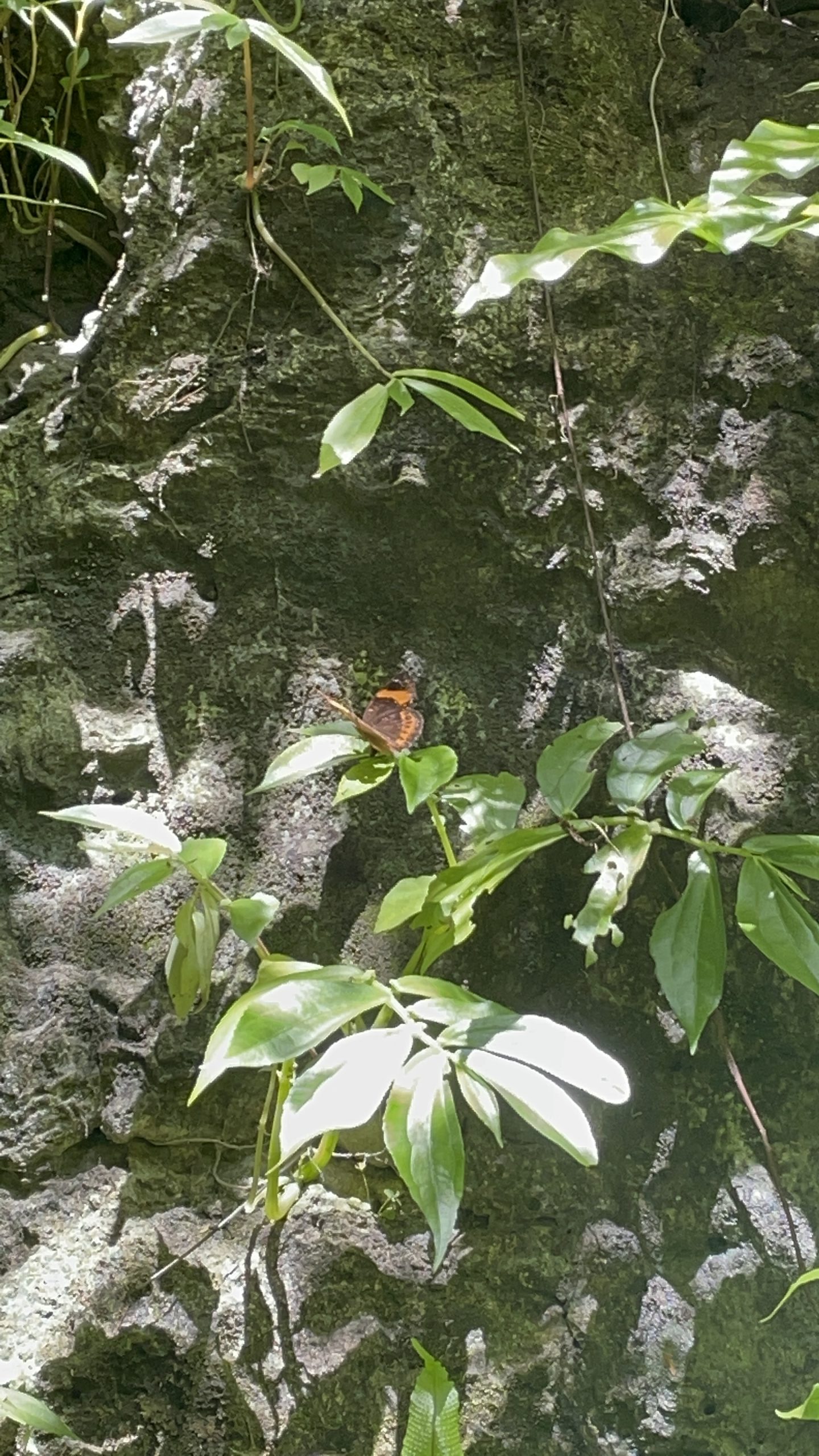 Journey to the Center of the Limestone Forest - Environment for the ...