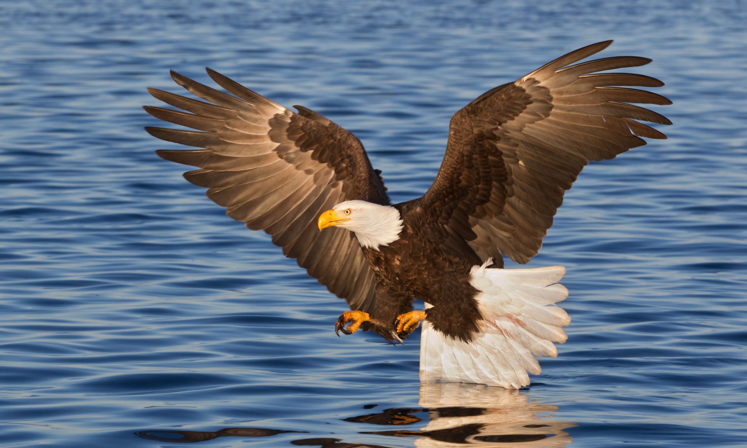 The beauty of Bald Eagles in D.C. - Environment for the Americas