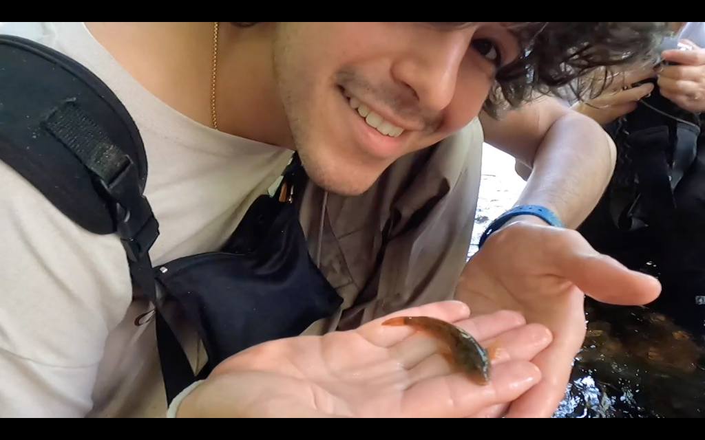 Electroshocking in Cataloochee - Environment for the Americas