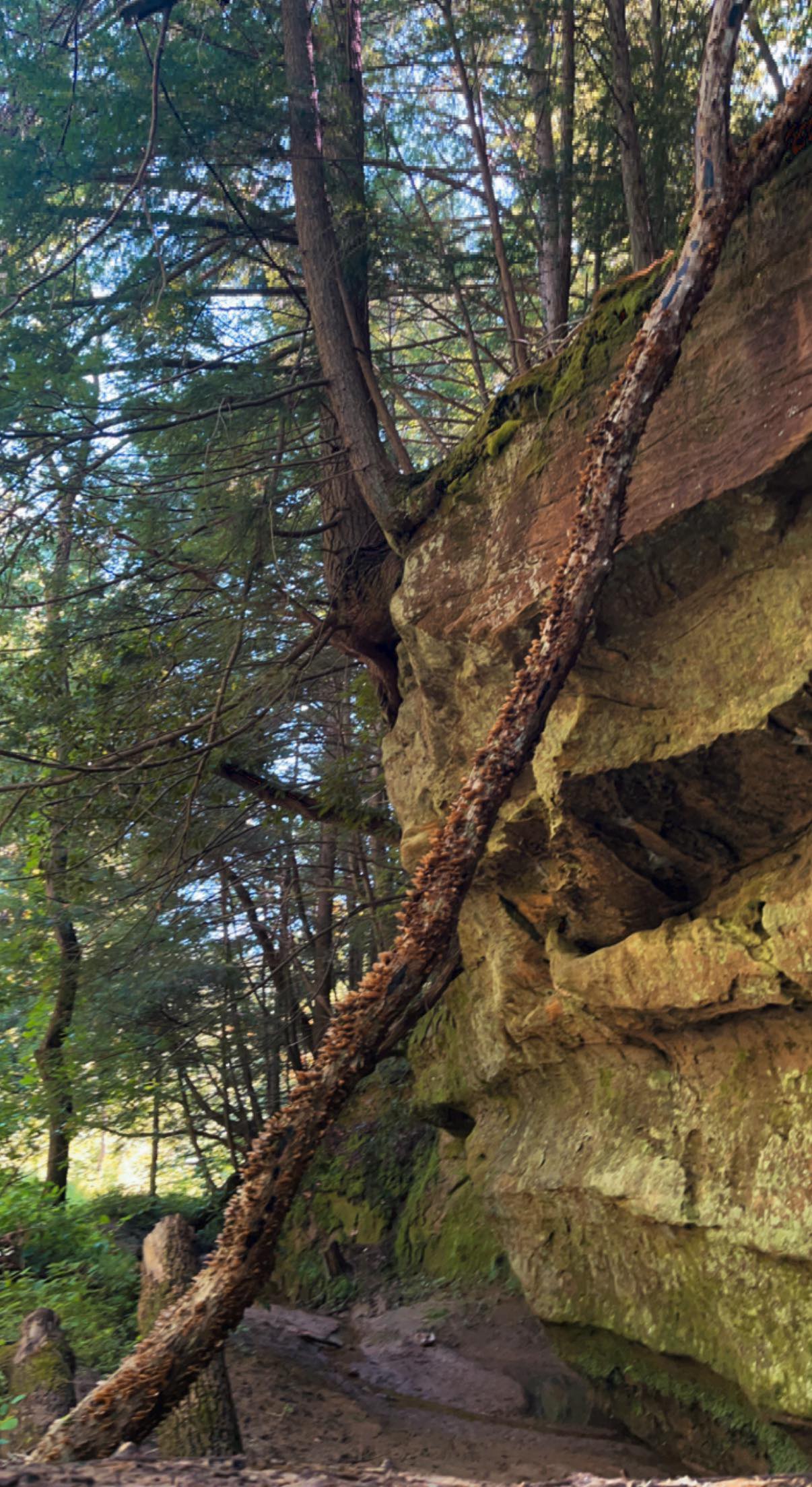 Behind the Wayne National Forest - Marissa Hurst - Environment for the ...