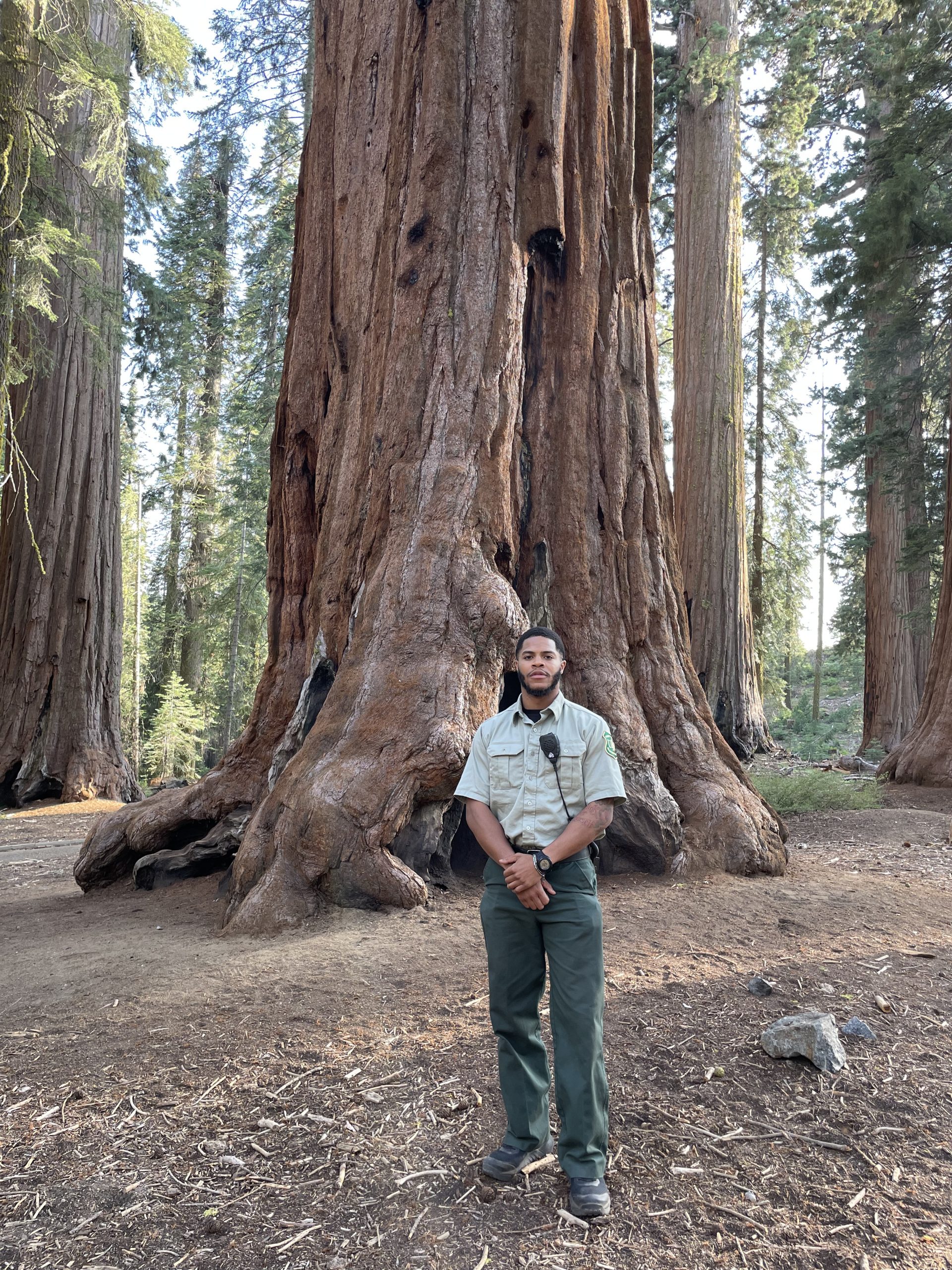 Giant Sequoias - Environment for the Americas