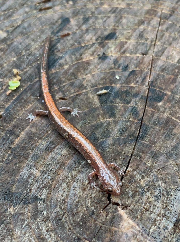 Salamanders of the Smokies - Environment for the Americas