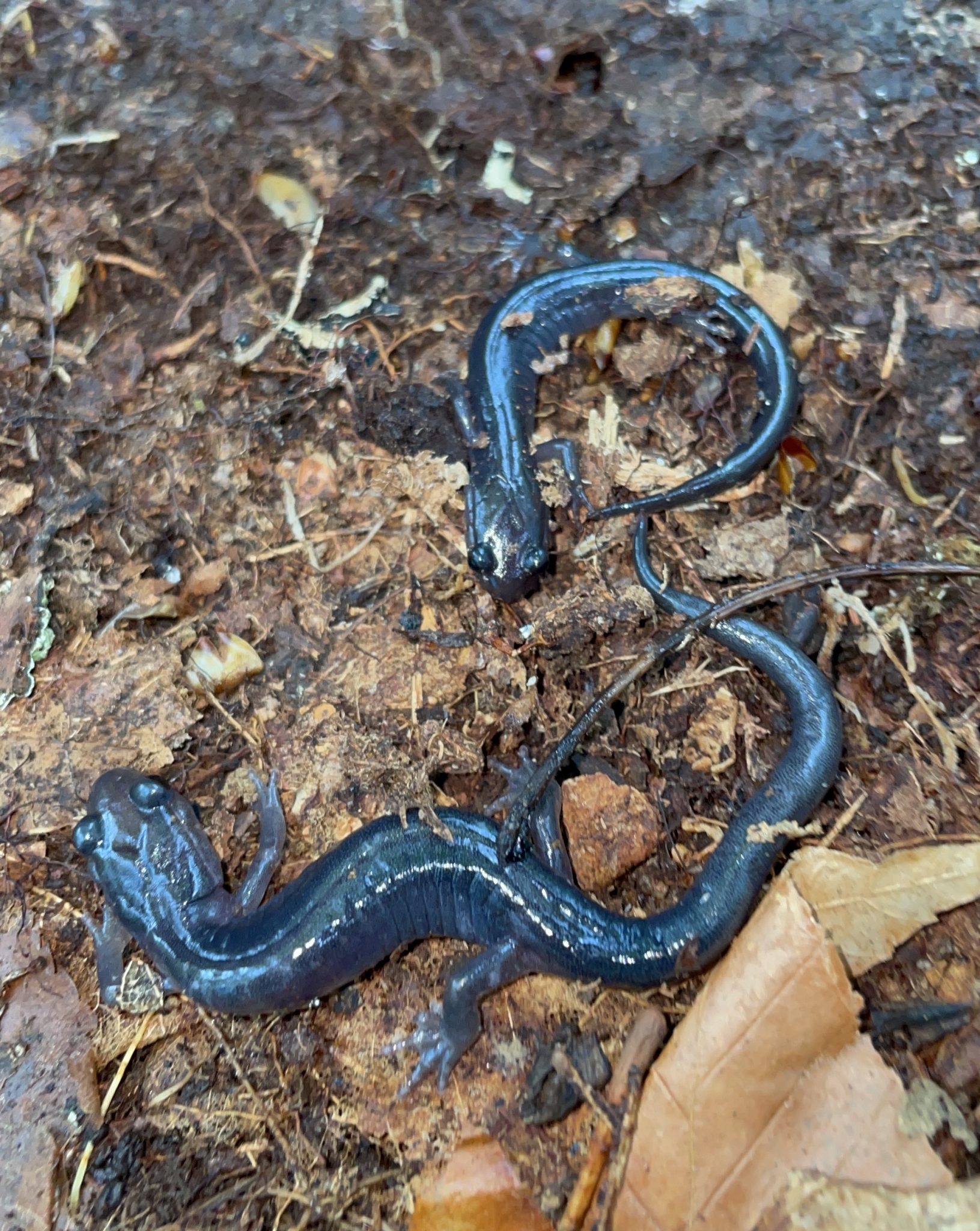 Salamanders of the Smokies - Environment for the Americas