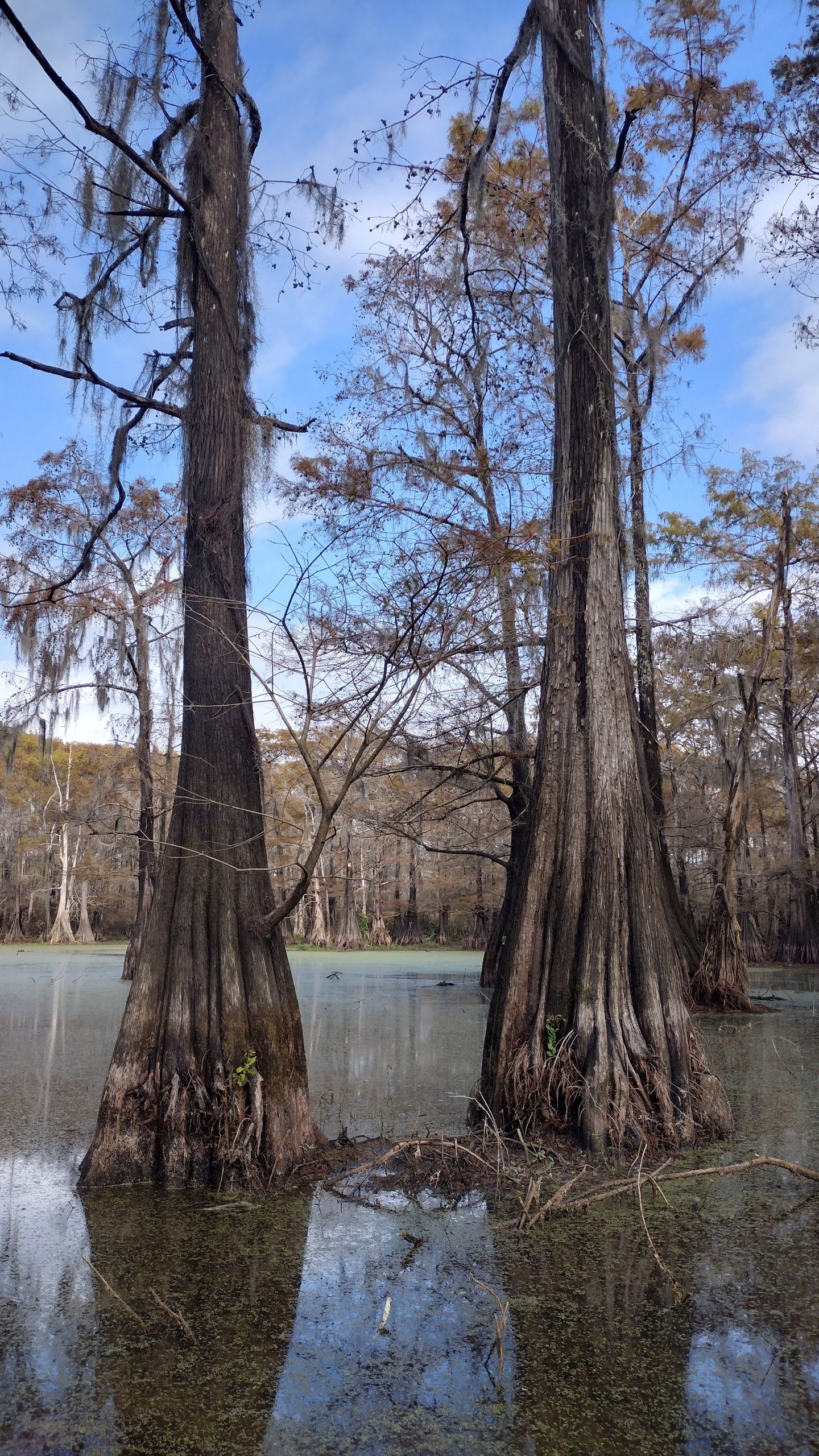 Get to Know Trinity River National Wildlife Refuge - Environment for ...