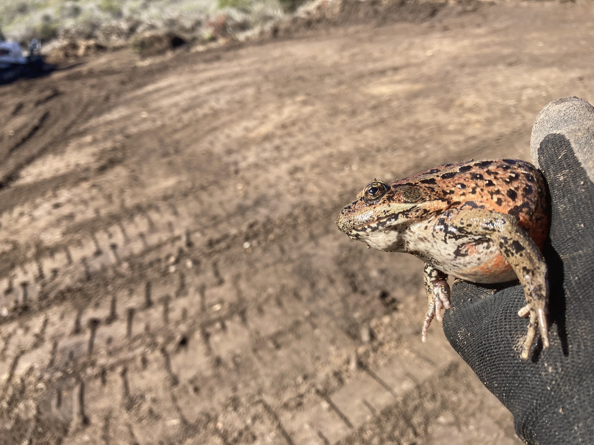 Rodeo Gully Grindset - Environment for the Americas