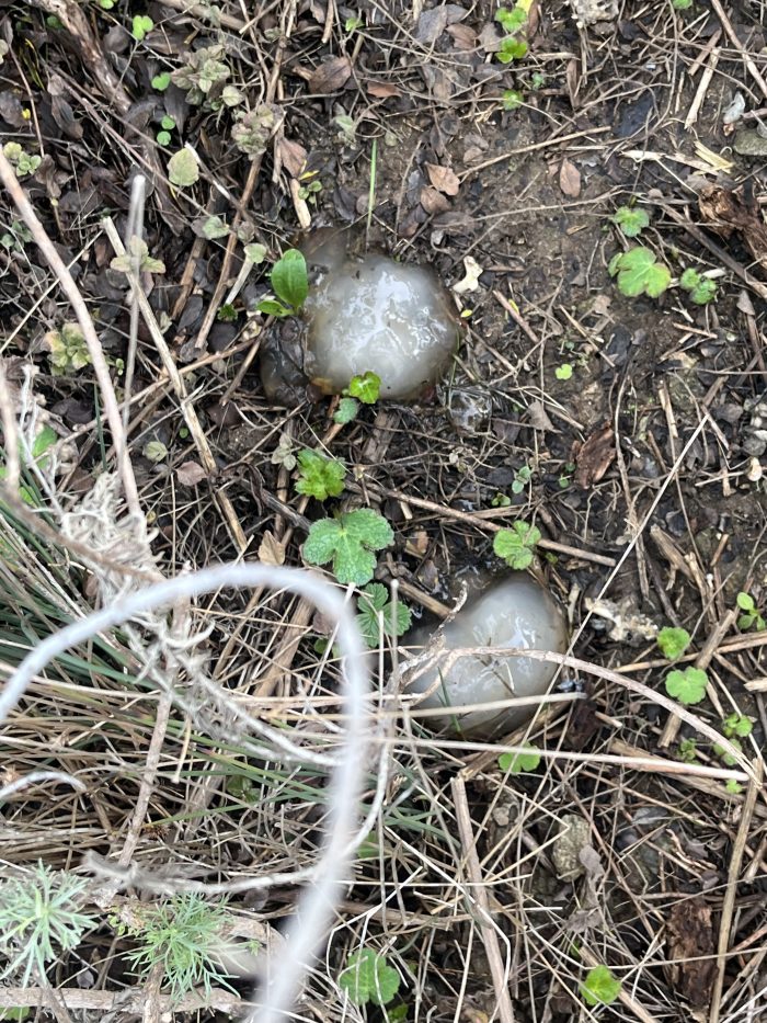 Seeds and Former Seeds - Environment for the Americas