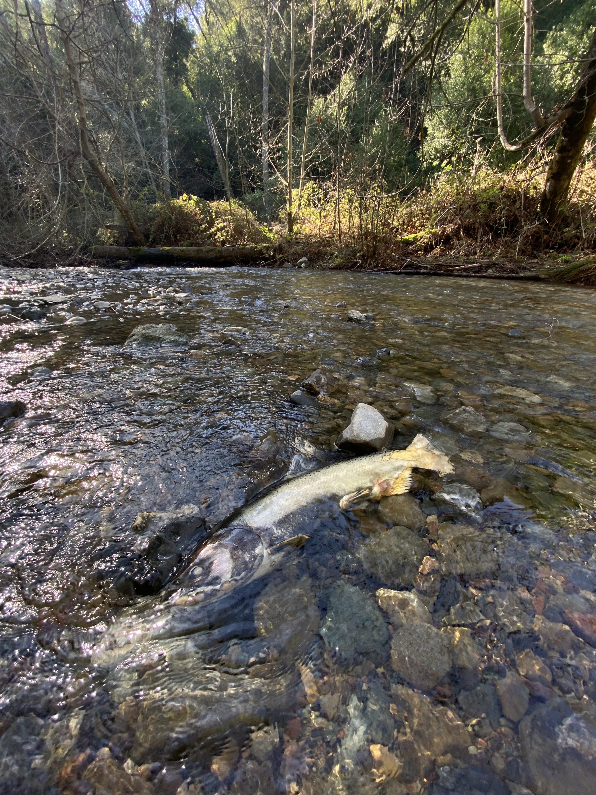 A Bay Area Salmon Story - Environment for the Americas