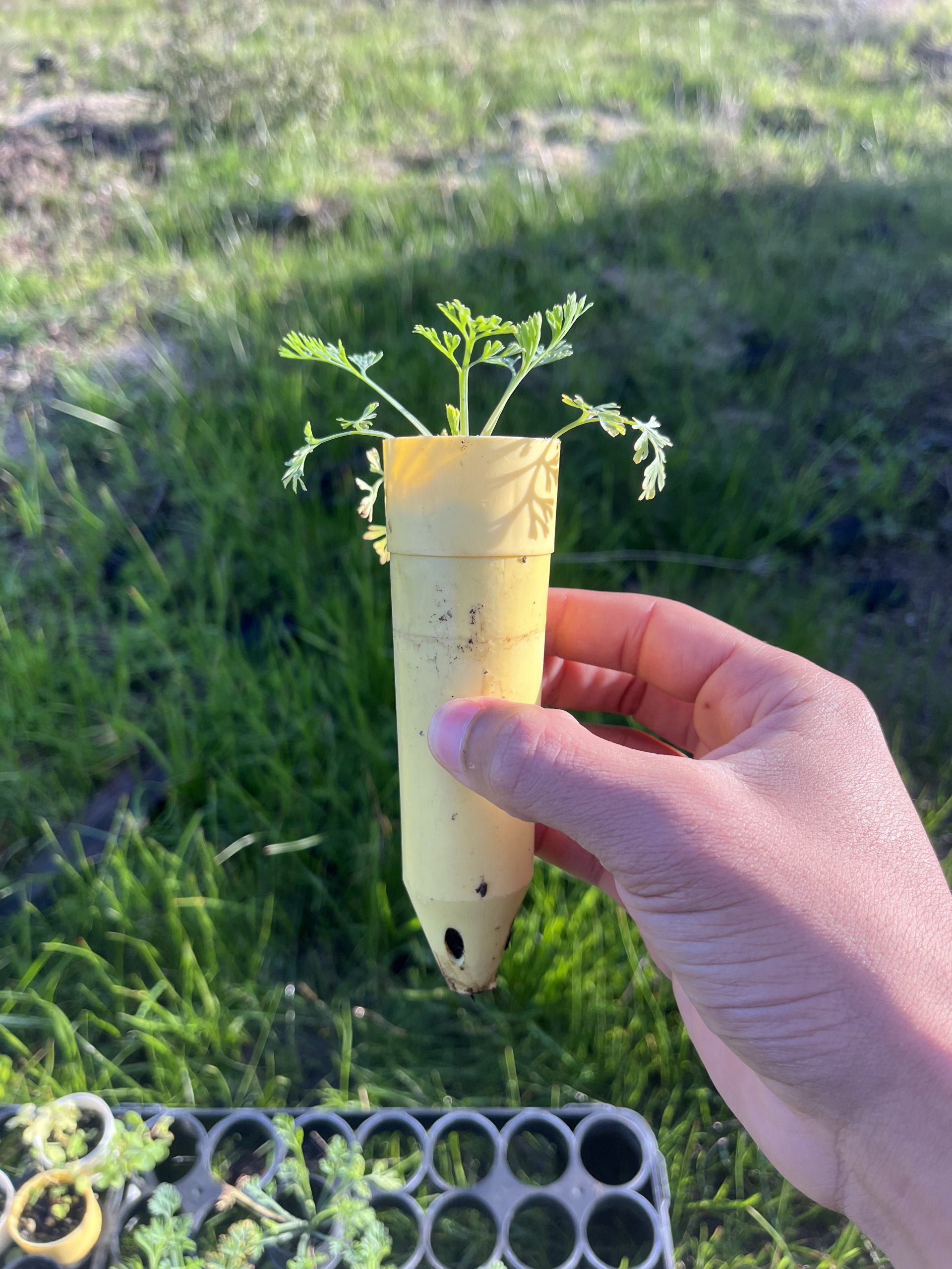 January and February revisited - Environment for the Americas