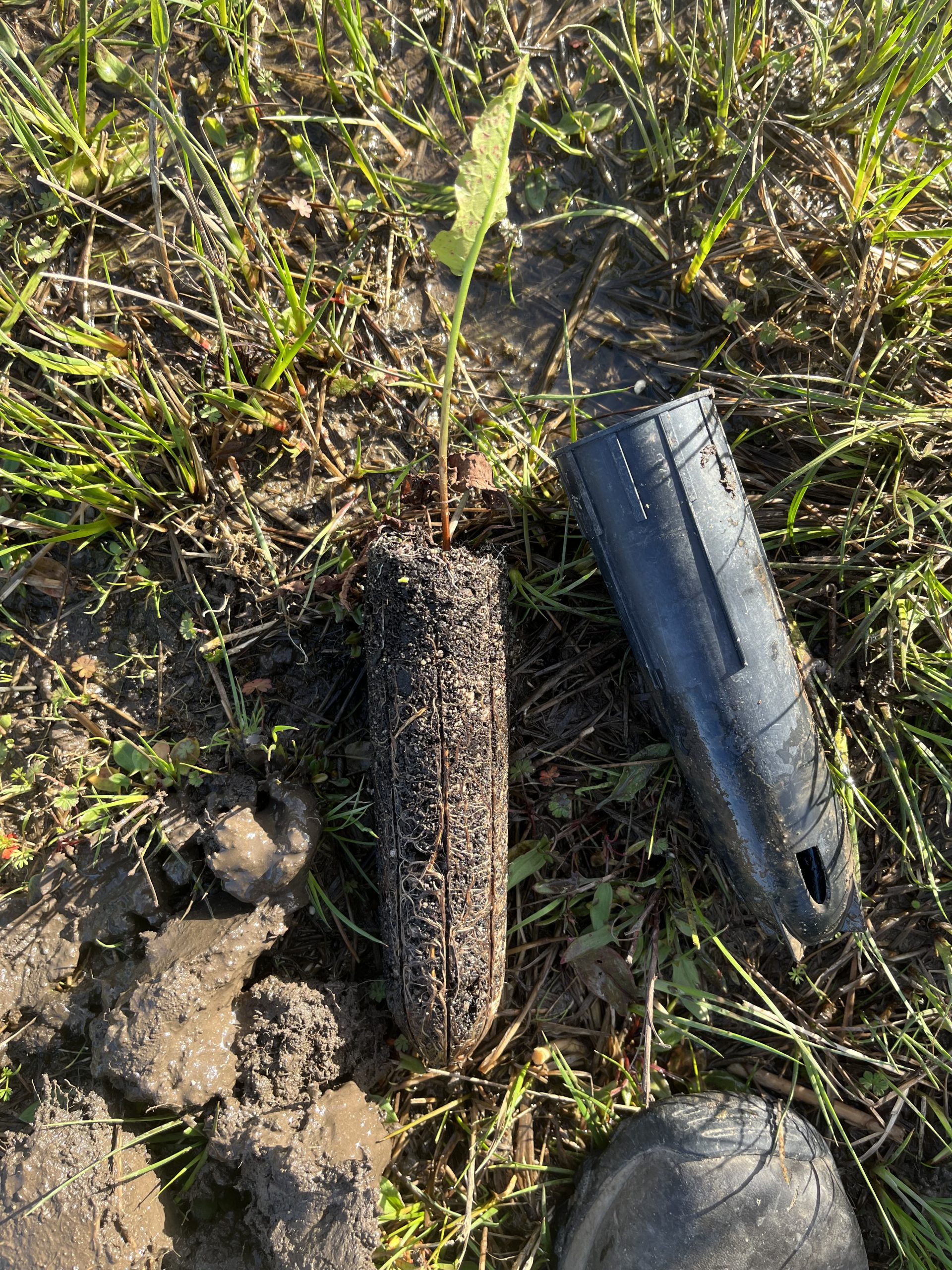 January and February revisited - Environment for the Americas