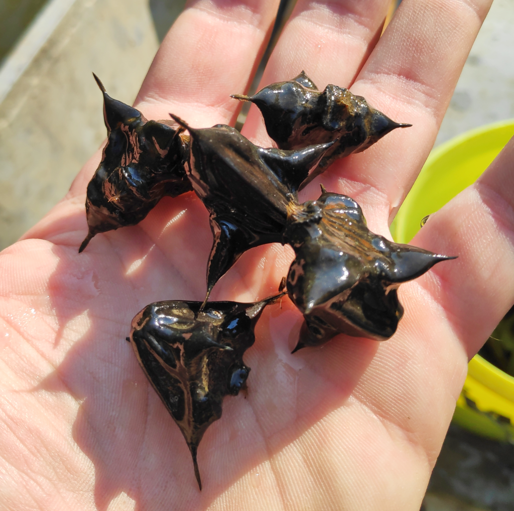 Fun Full Week of Firsts - Environment for the Americas