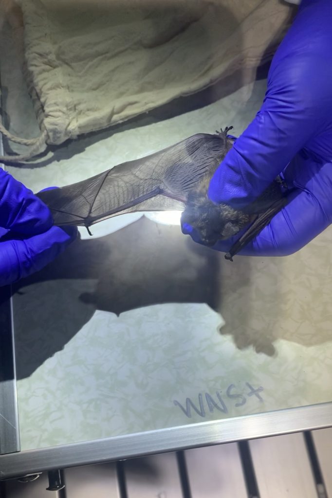 Unveiling Nocturnal Mysteries: Adventures in Bat Banding and Research ...