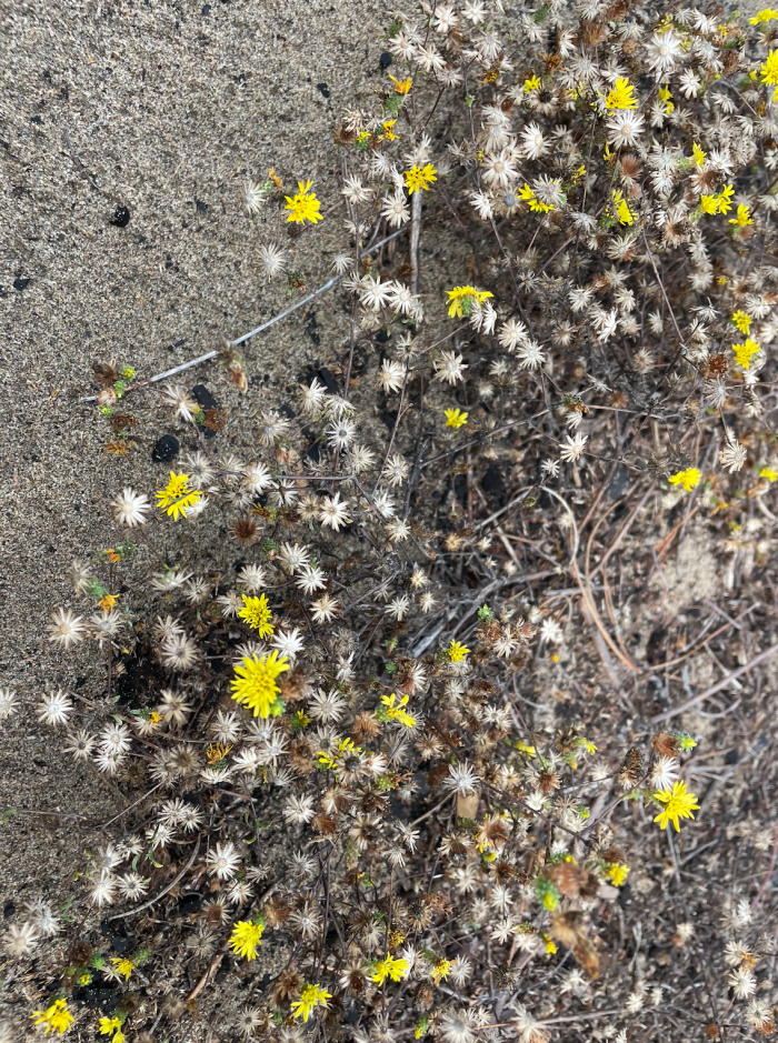 Watch Your Step! - San Francisco as a Biodiversity Hotspot by Angie Wu ...