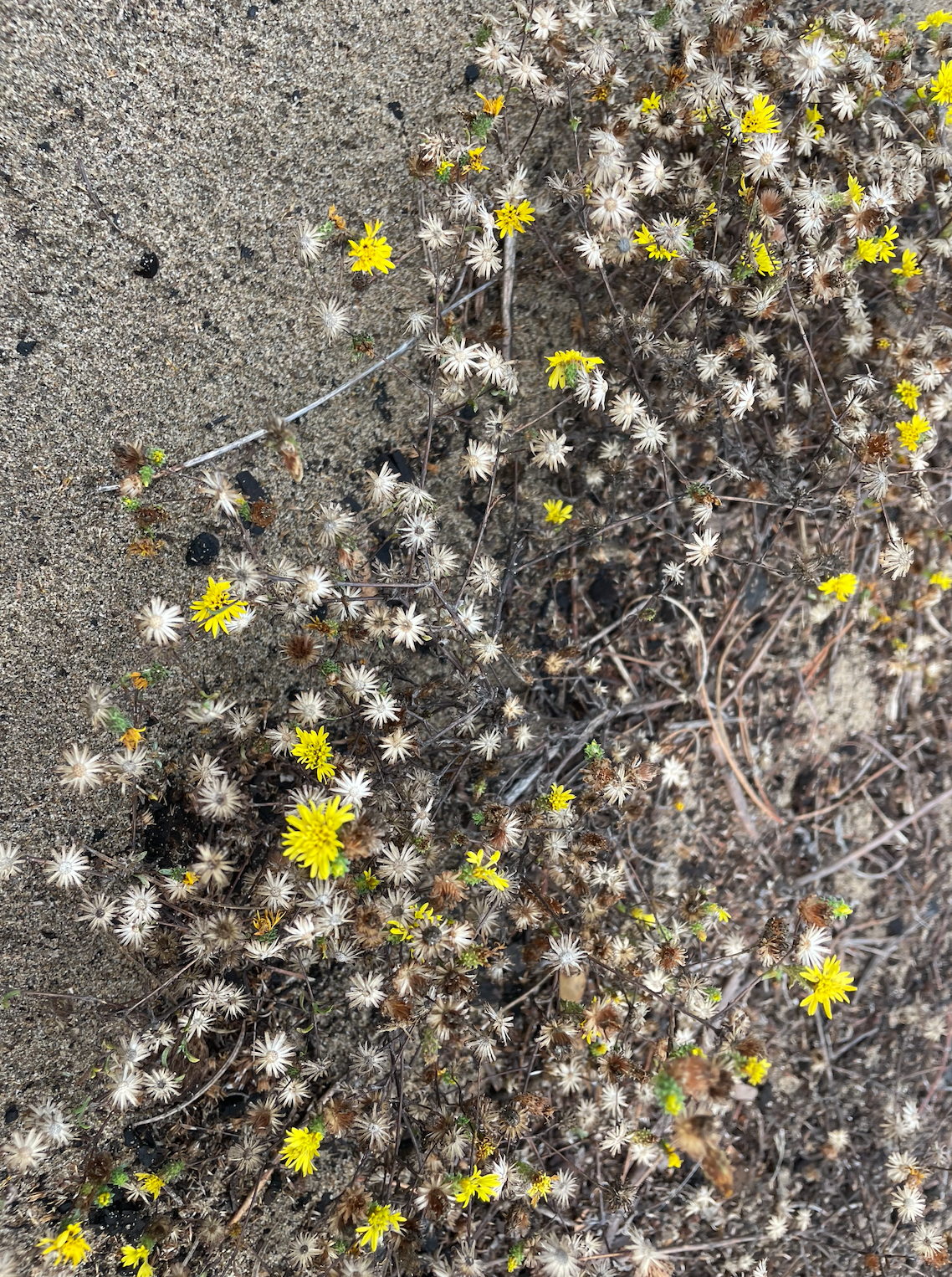 Watch Your Step! - San Francisco as a Biodiversity Hotspot by Angie Wu ...