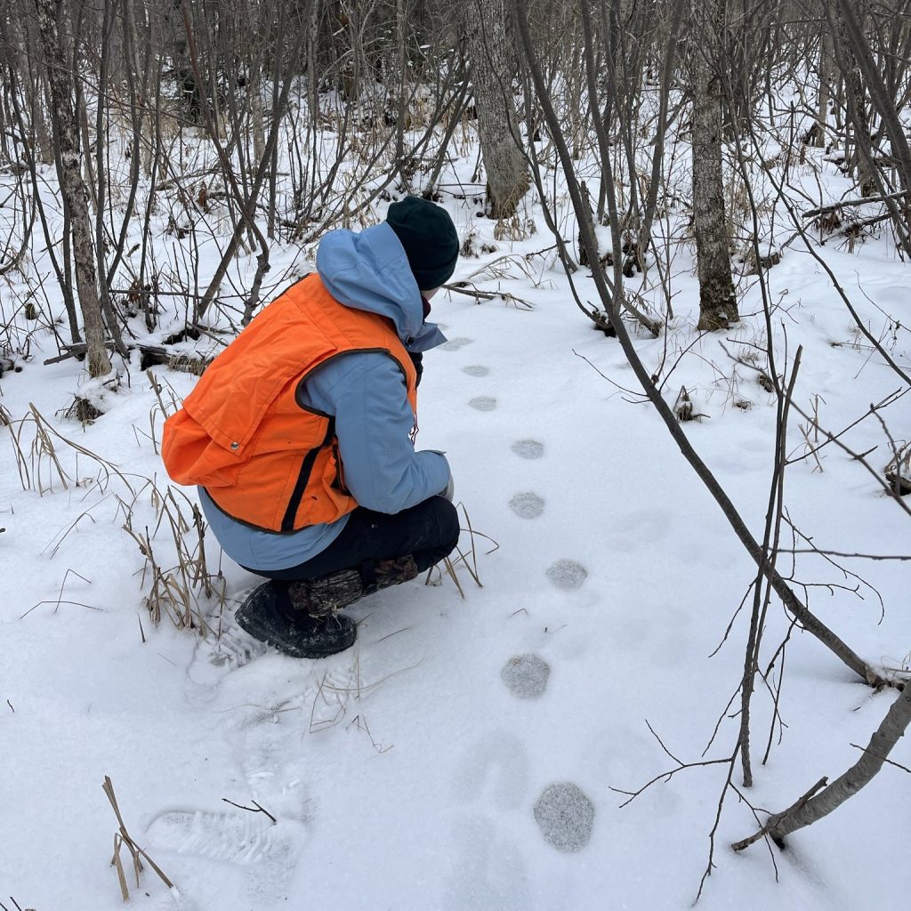 February: Lynx Tracking/ Exploring - Environment for the Americas