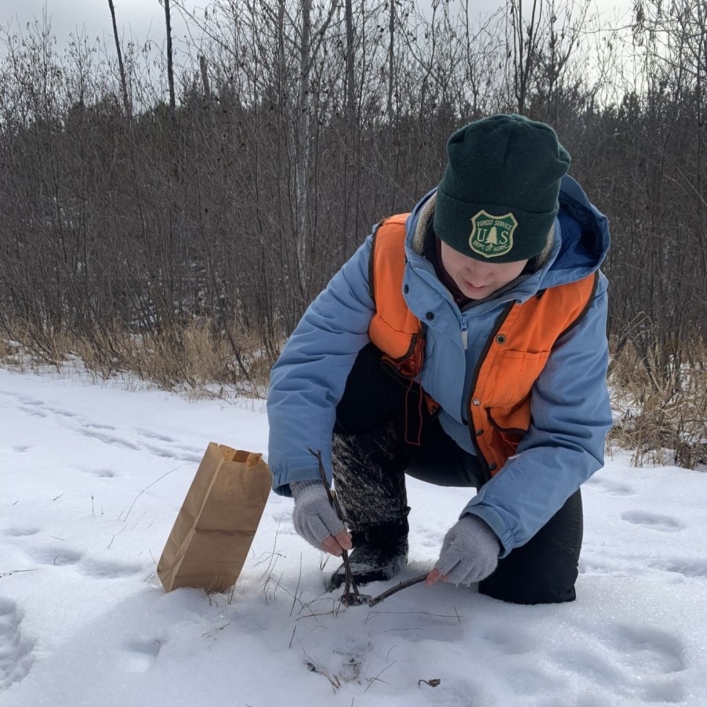 February: Lynx Tracking/ Exploring - Environment for the Americas