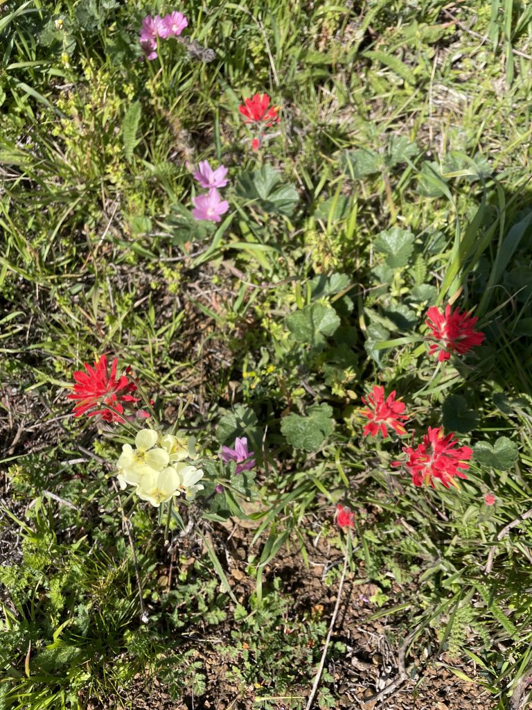 Spring Is Upon Us in the GGNRA! by Angie Wu - Environment for the Americas