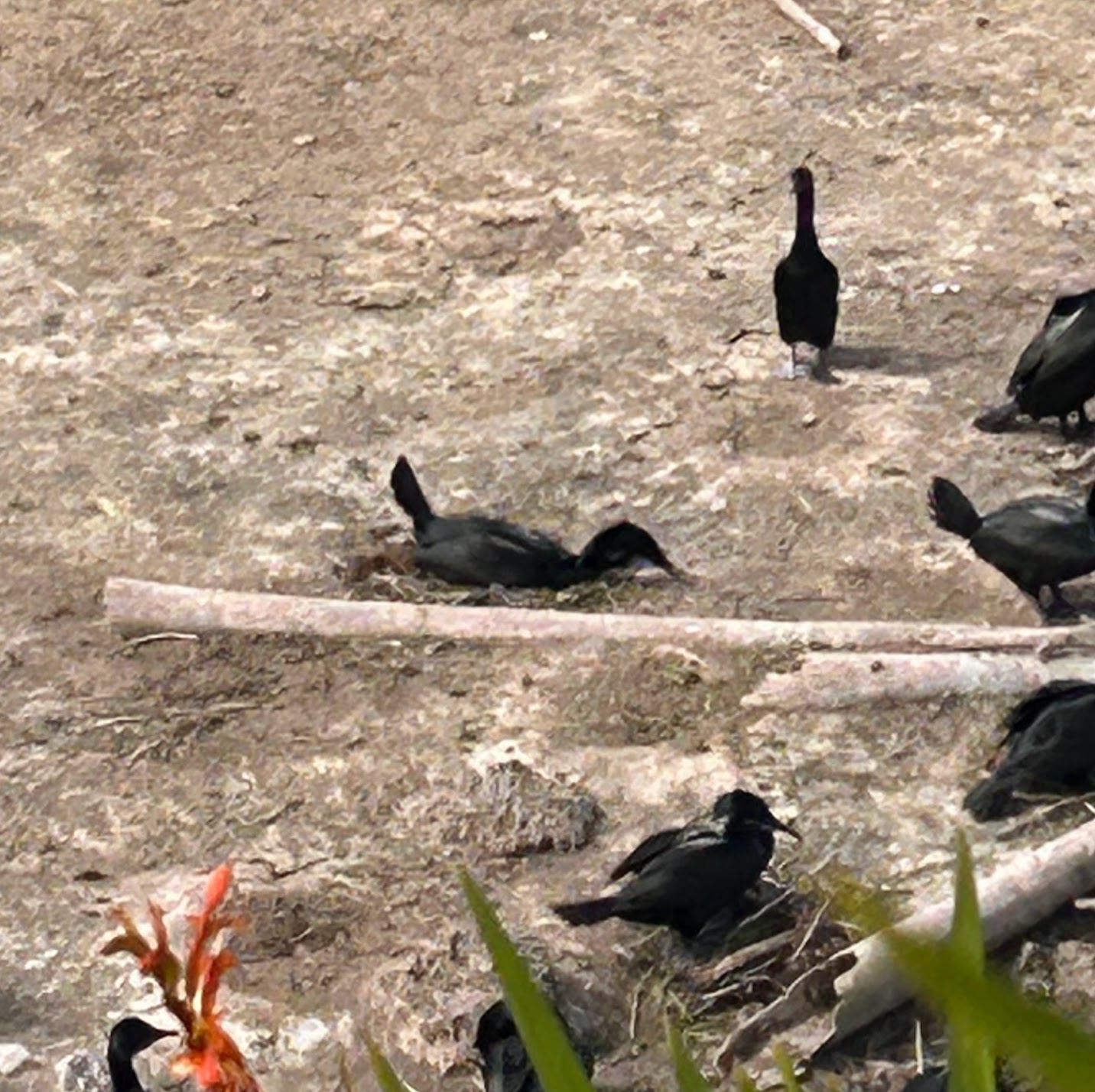 The Birds of Alcatraz Have Returned - Environment for the Americas