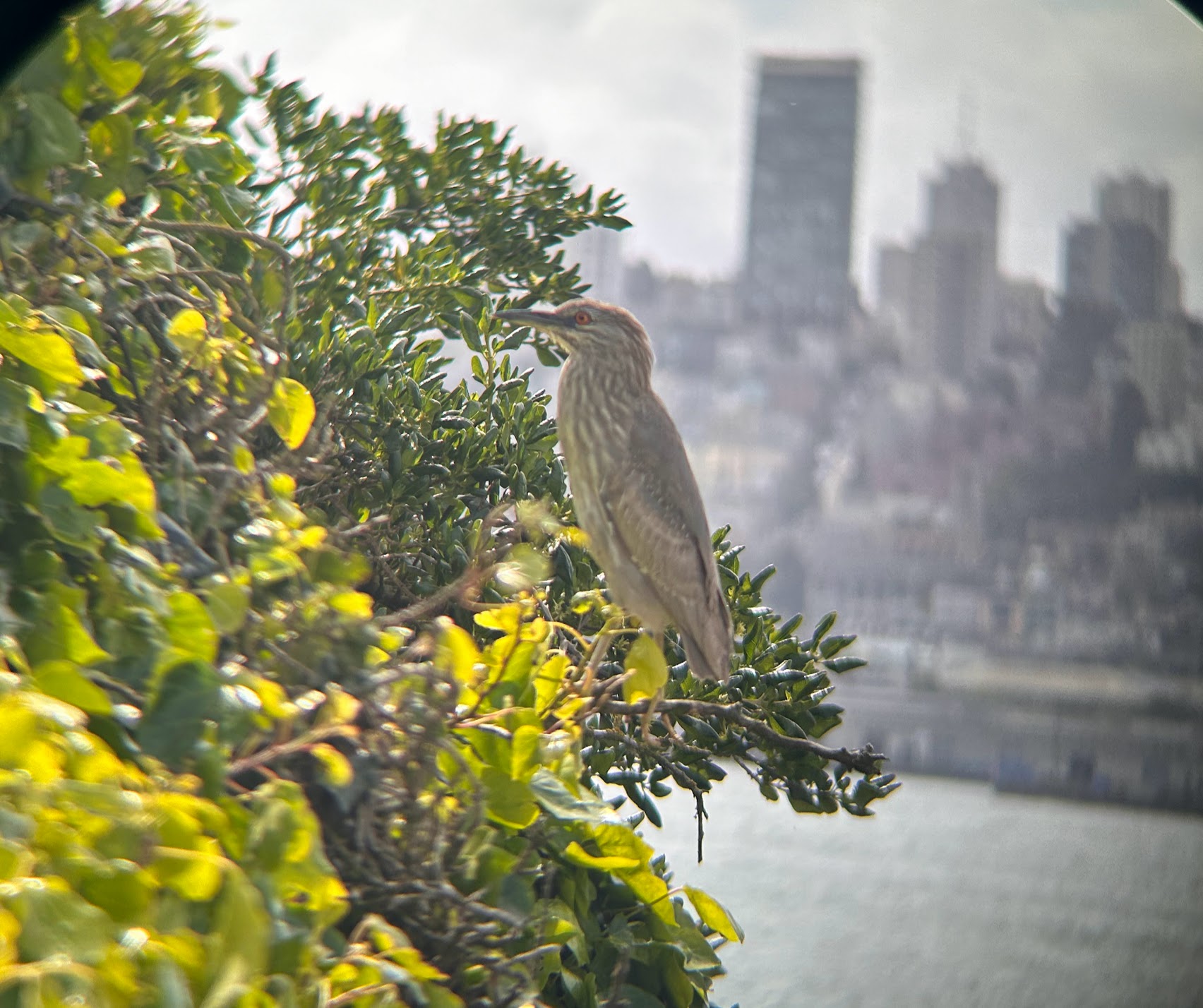 The Birds of Alcatraz Have Returned - Environment for the Americas