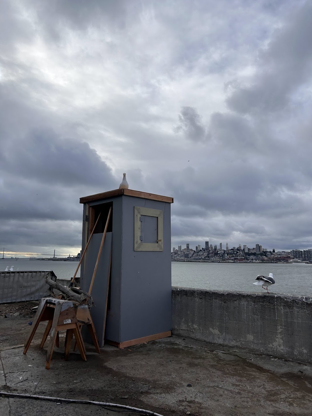 The Birds of Alcatraz Have Returned - Environment for the Americas