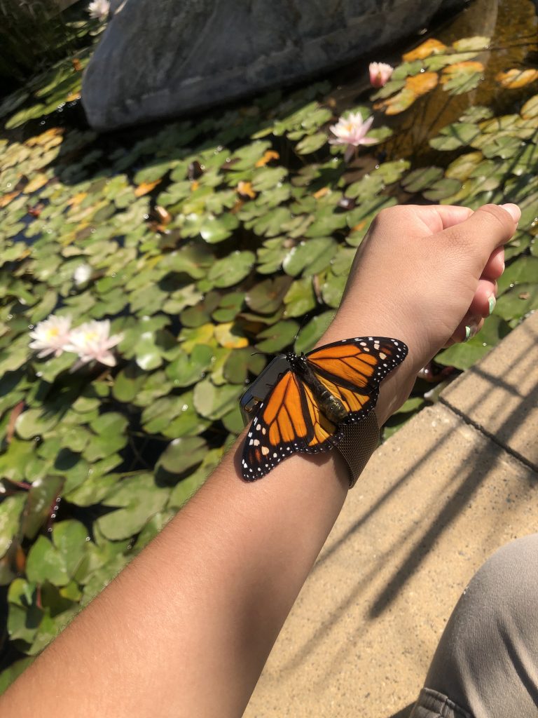 Chasing Monarch Butterflies - Environment for the Americas