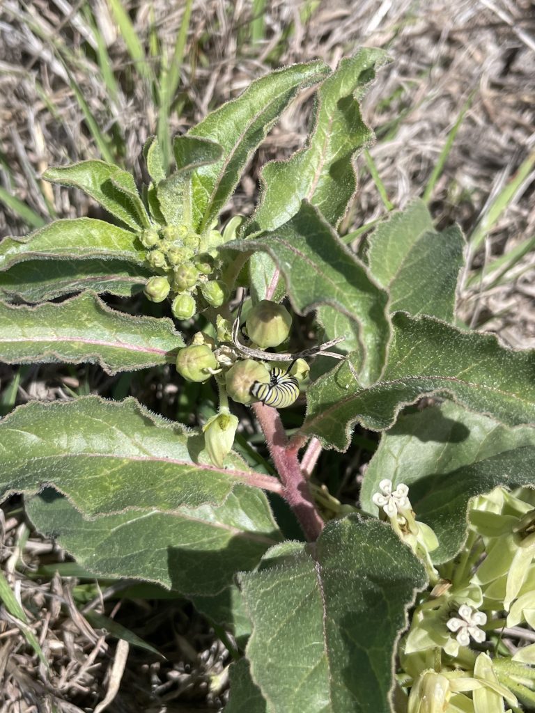 Chasing Monarchs - Environment for the Americas