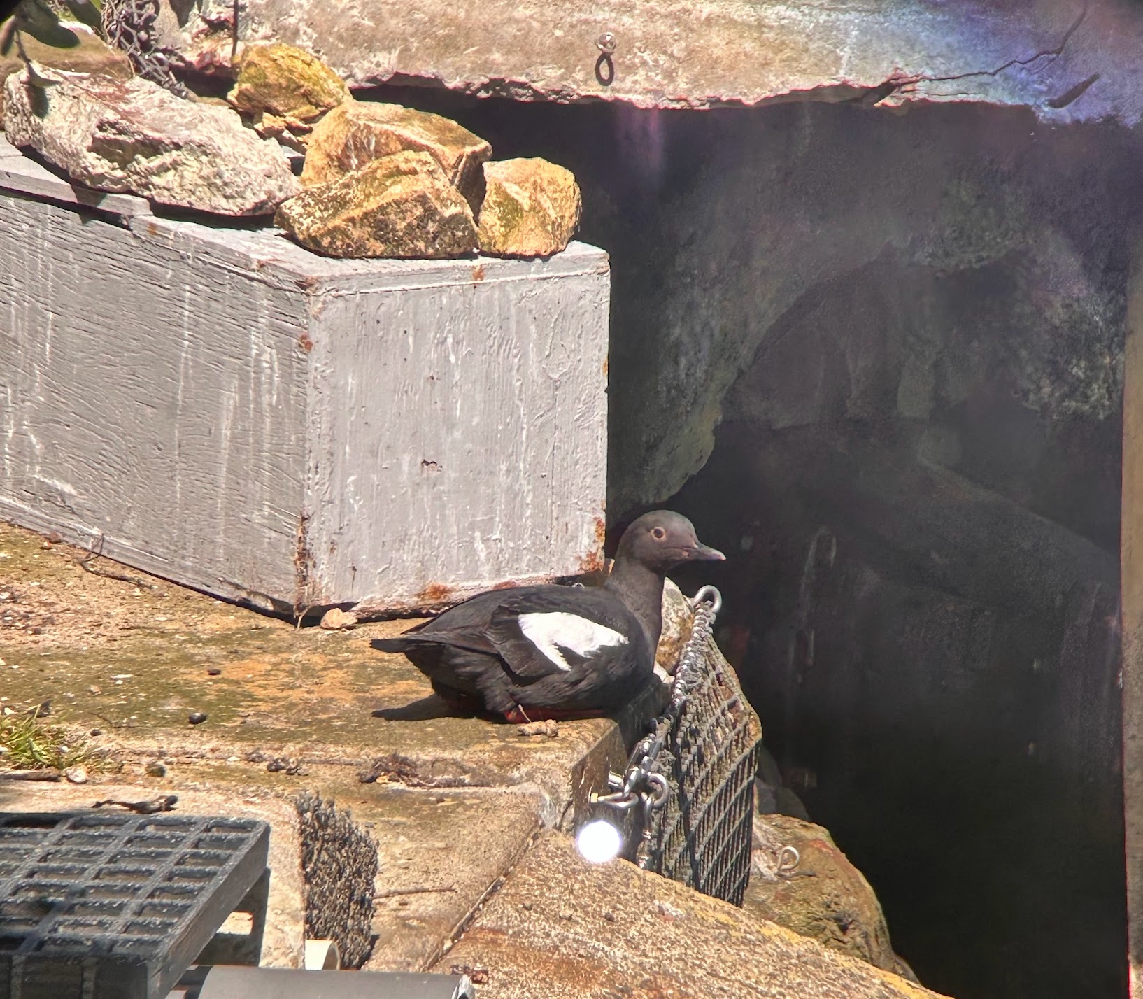 The Birds of Alcatraz Have Returned - Environment for the Americas