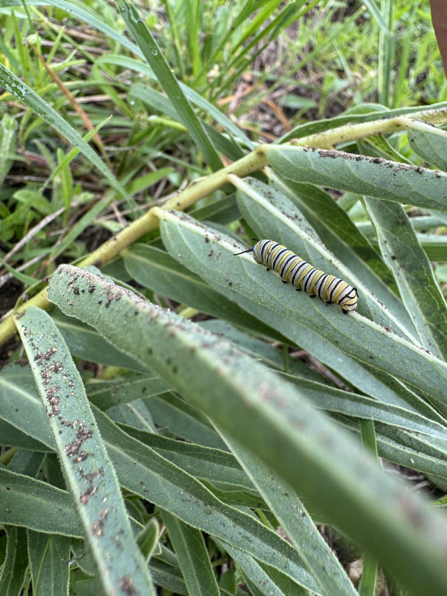 Flying high like the Monarch Butterfly - Environment for the Americas