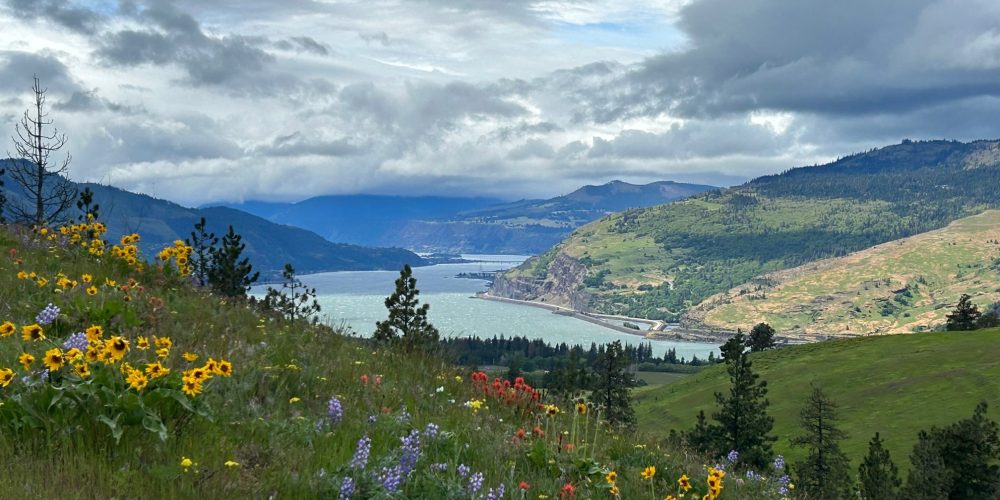 Month 2 - Wildflower season - Environment for the Americas