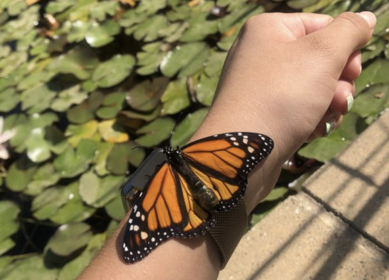 Migratory Monarch Conservation - Environment for the Americas