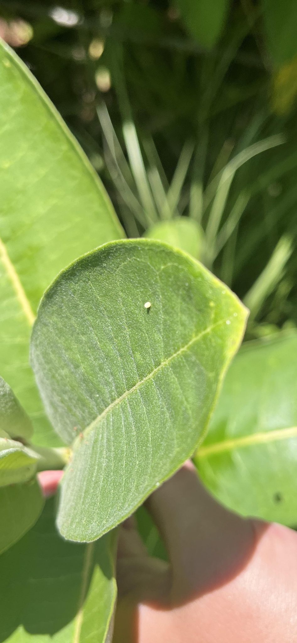First Monarch Larvae of the Season - Environment for the Americas