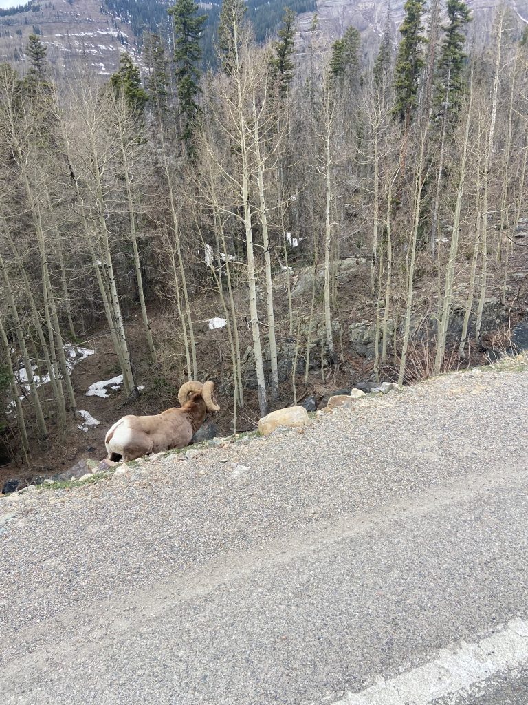 Snow Melt and Bighorn Sheep - Environment for the Americas