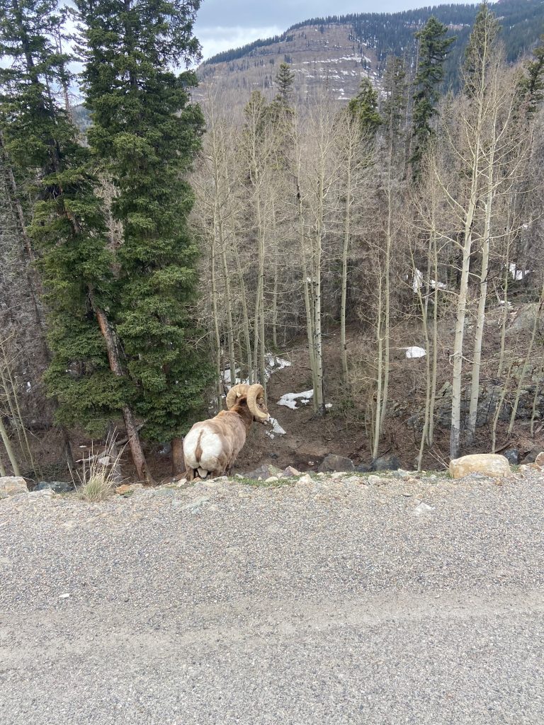 Snow Melt and Bighorn Sheep - Environment for the Americas