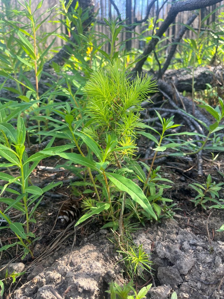 Jumpin' round June - Environment for the Americas