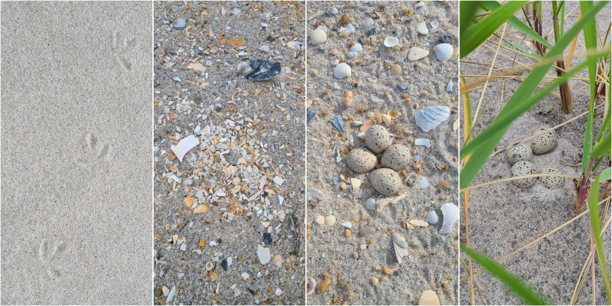 The Piping Plover Project - Environment for the Americas