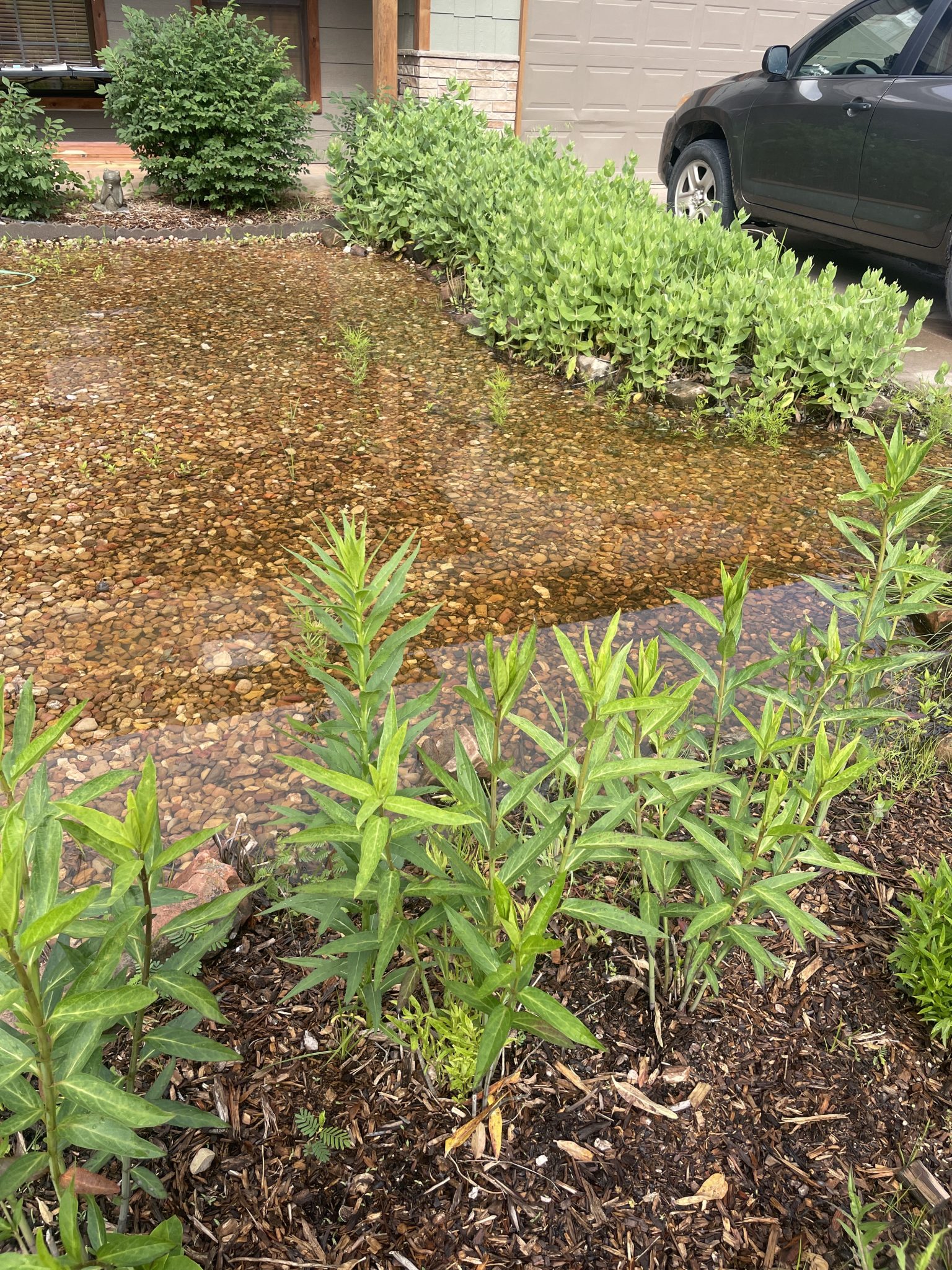 Ray's Place - Environment for the Americas