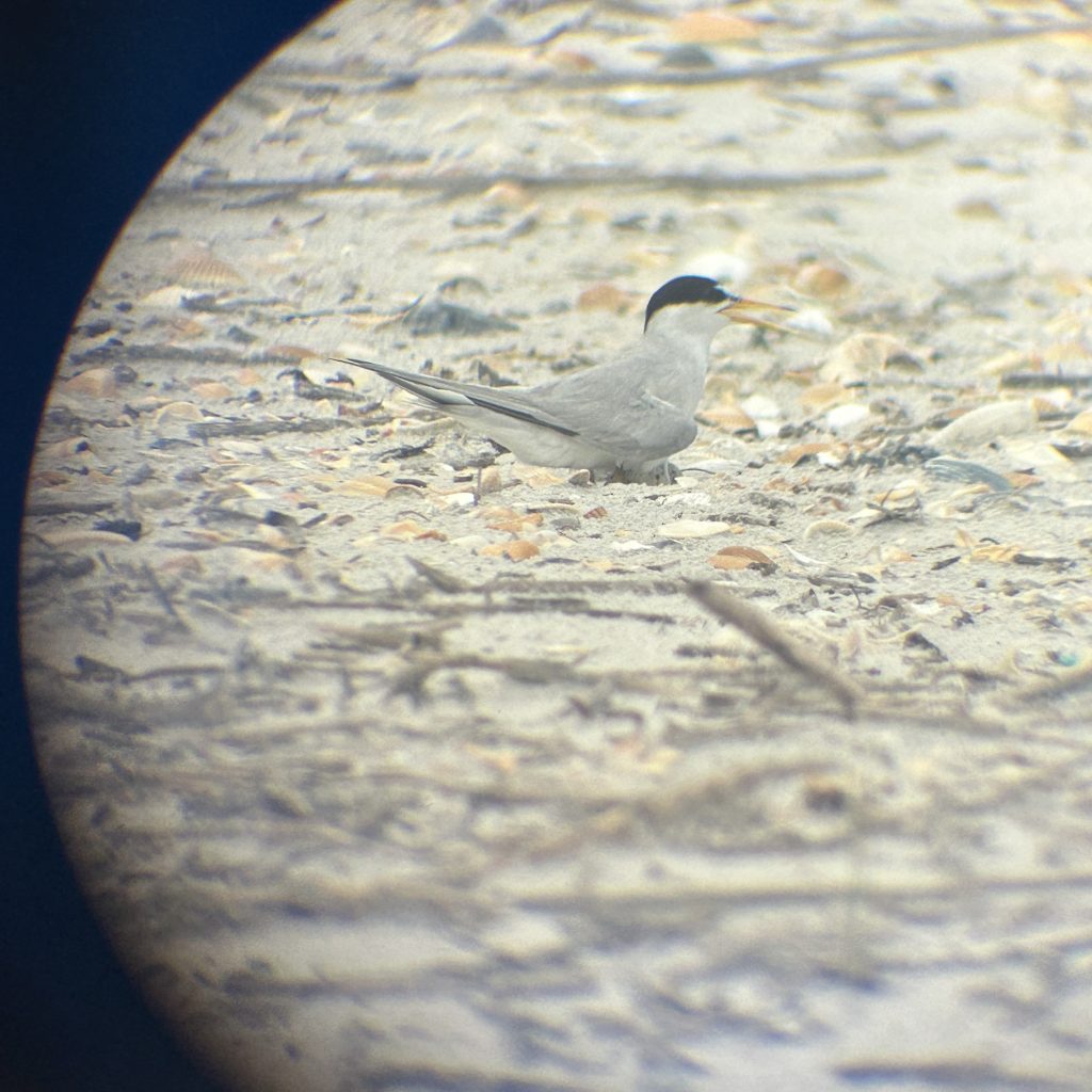 Summer with the Least Terns - Environment for the Americas