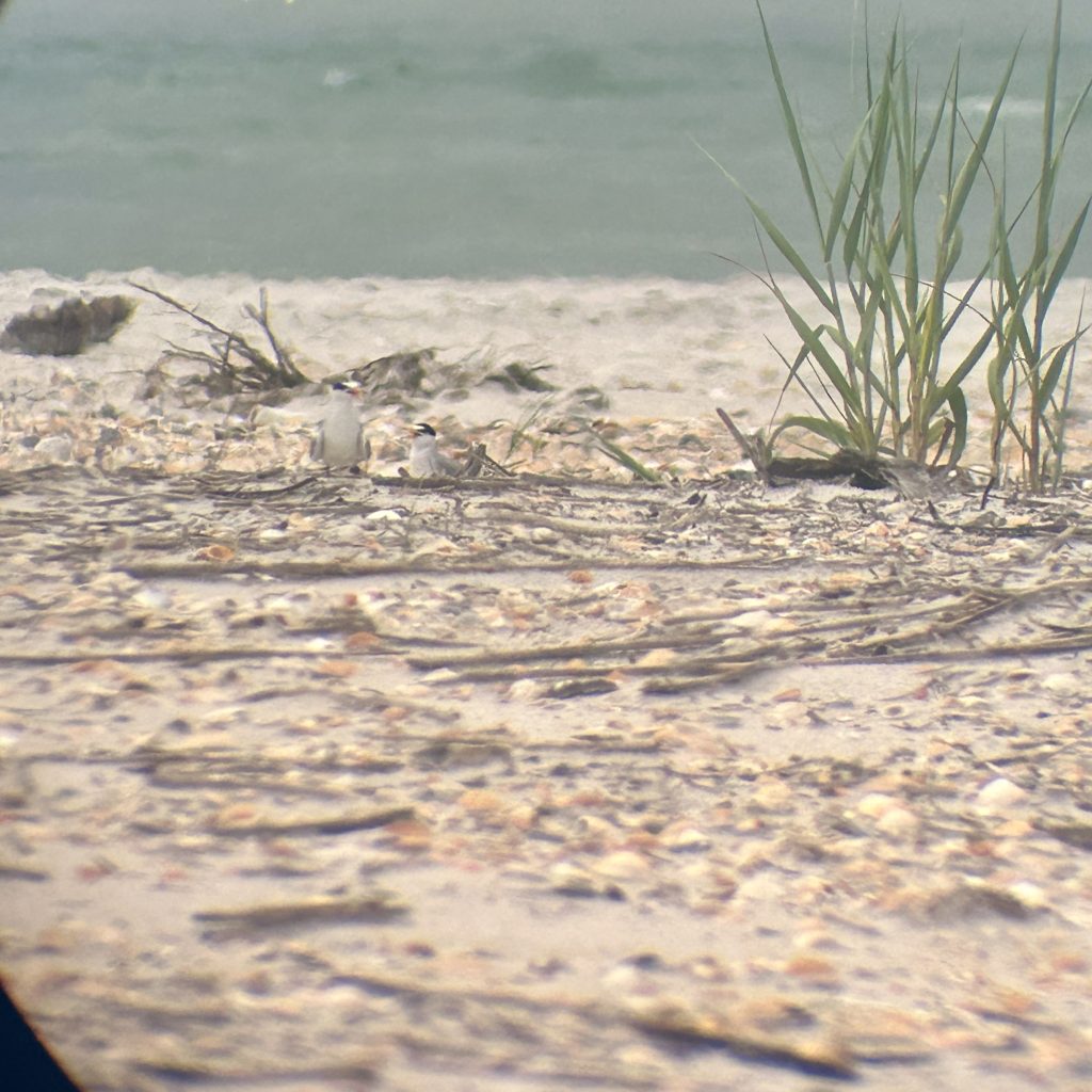 Summer with the Least Terns - Environment for the Americas