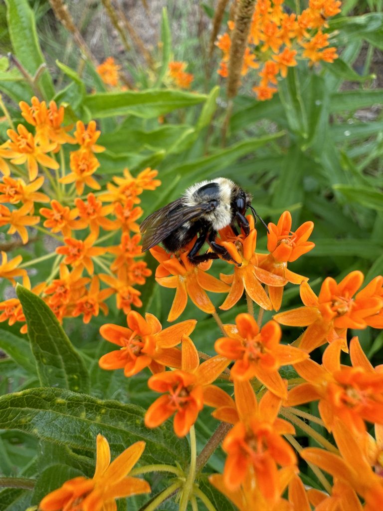 Exploring Minnesota's Monarchs - Environment for the Americas