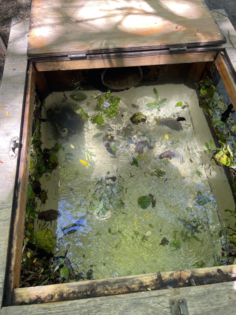 What's a smolt? - Environment for the Americas