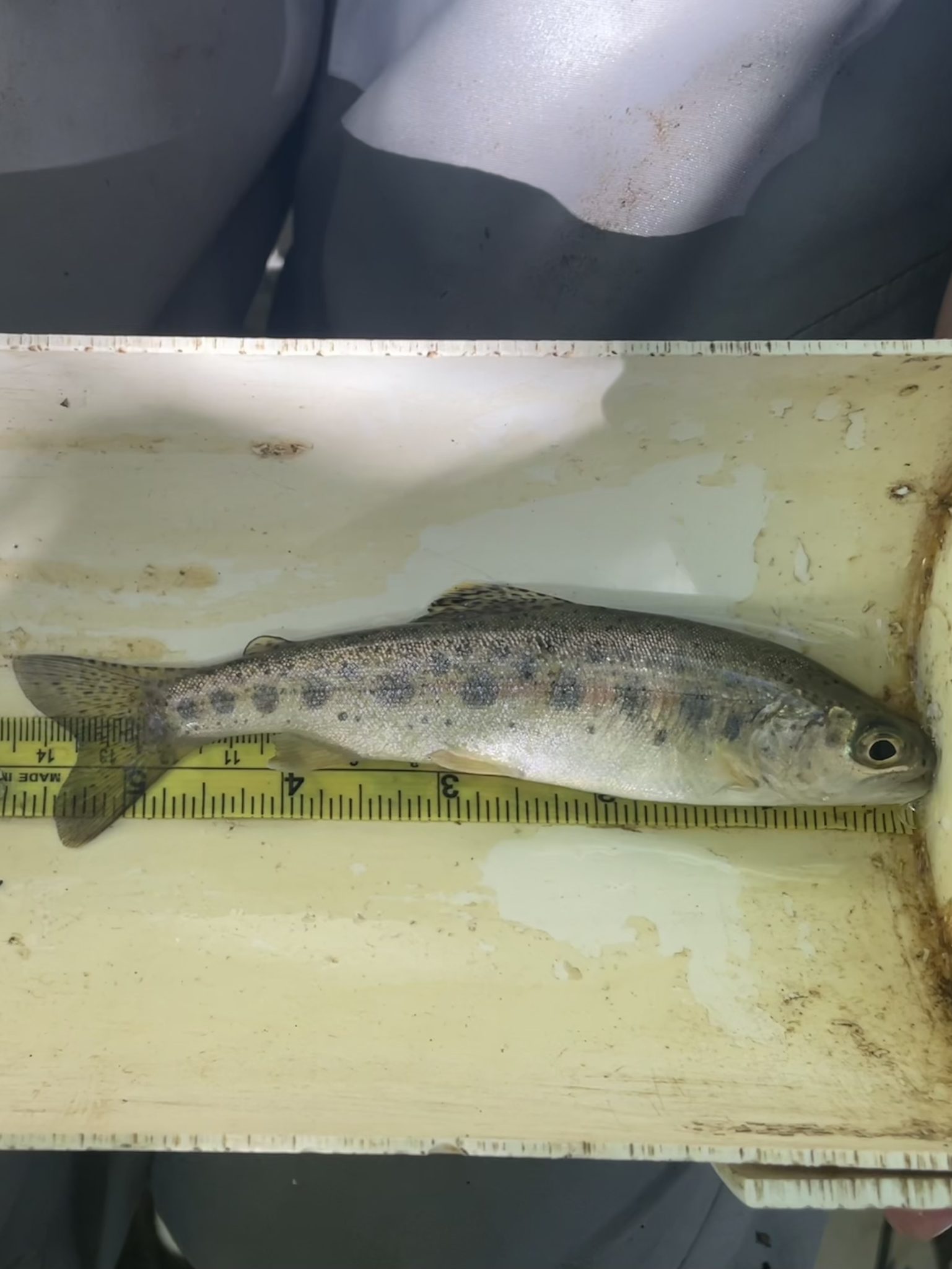 What's a smolt? - Environment for the Americas