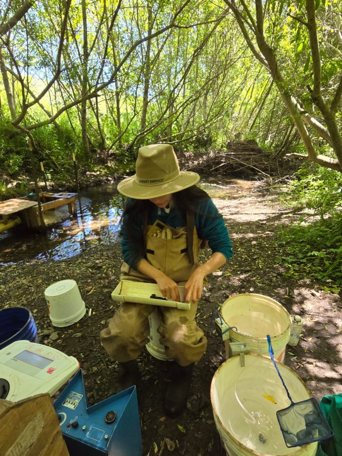 What's a smolt? - Environment for the Americas